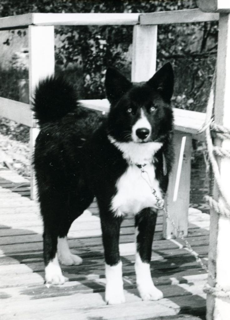 Karhukoirien perimää ehdittiin pelastaa murjotusta Karjalasta ...